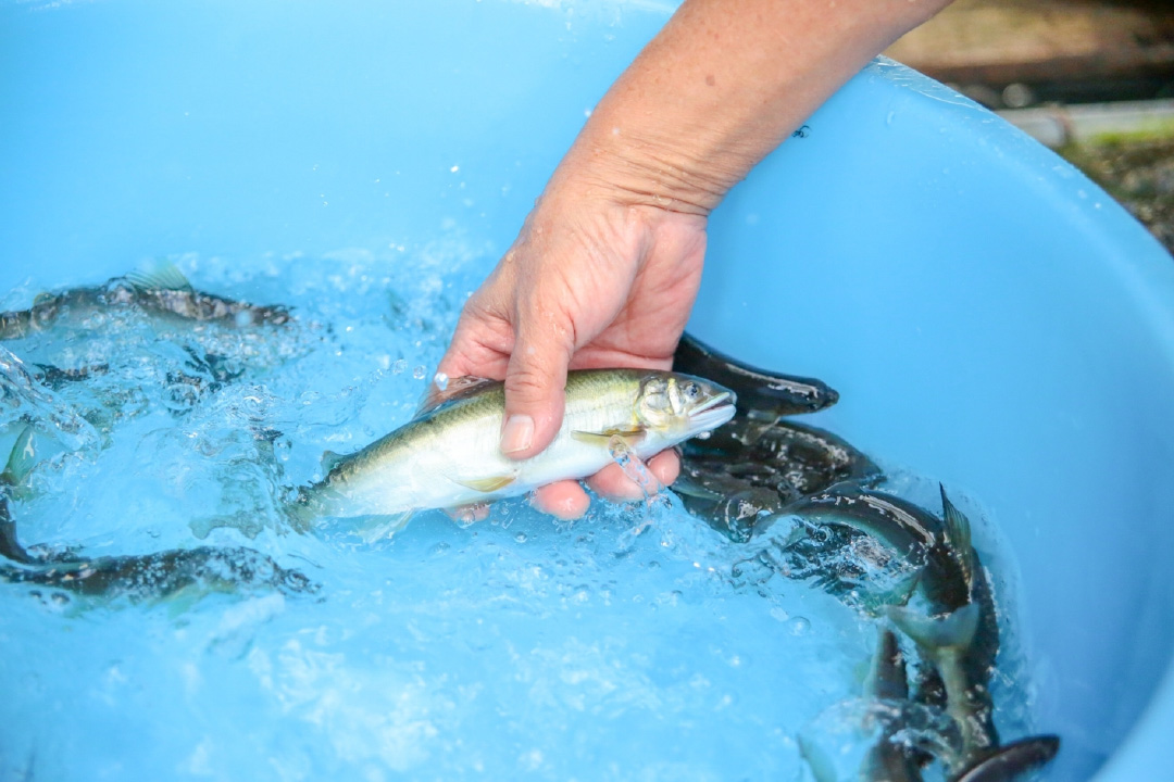 Kimura Fisheries - Visit Omi